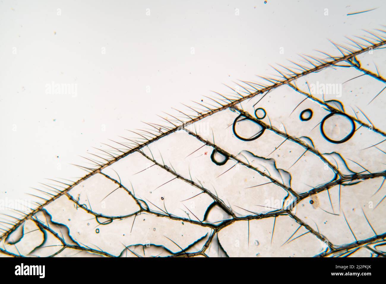 insect wing under microscope Stock Photo - Alamy