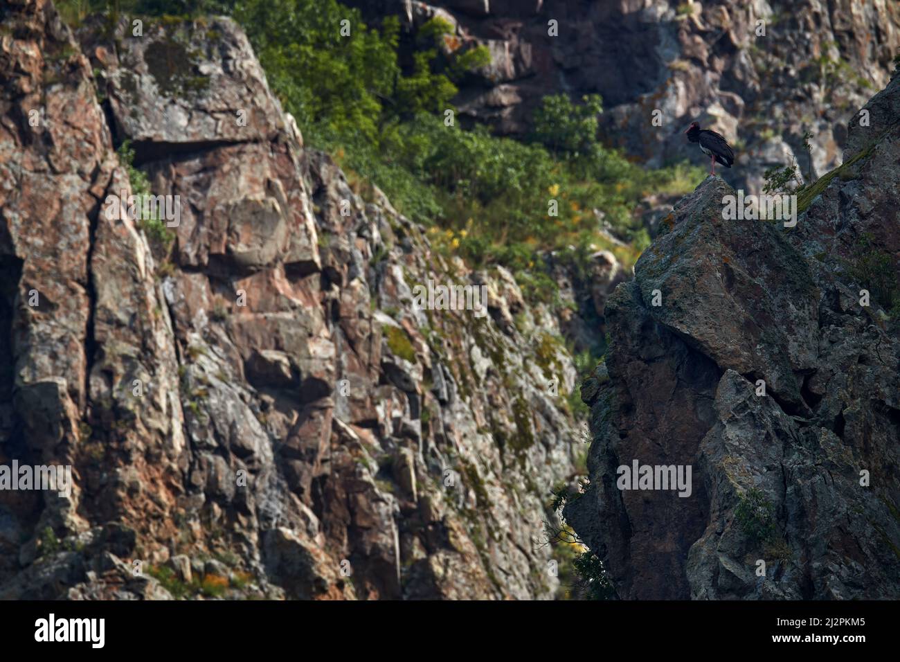 Stork on the rock, mountain, Madzharovo, Bulgaria. Black stork in the ...
