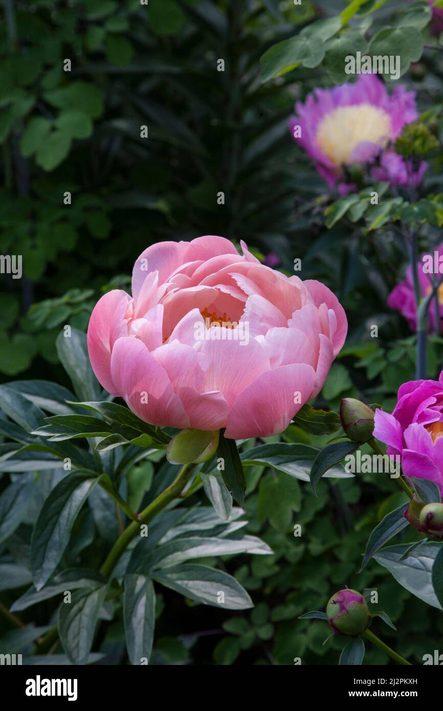 Close up Coral Charm Peony, Paeonia, peonies, Longwood Gardens, Kennett ...