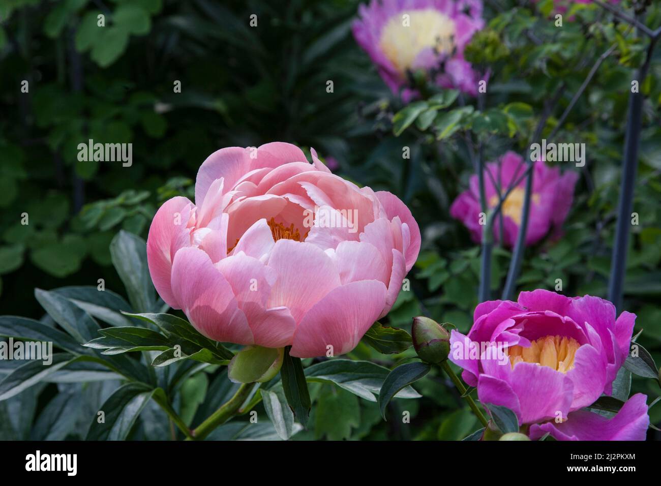 Coral peony hi-res stock photography and images - Alamy