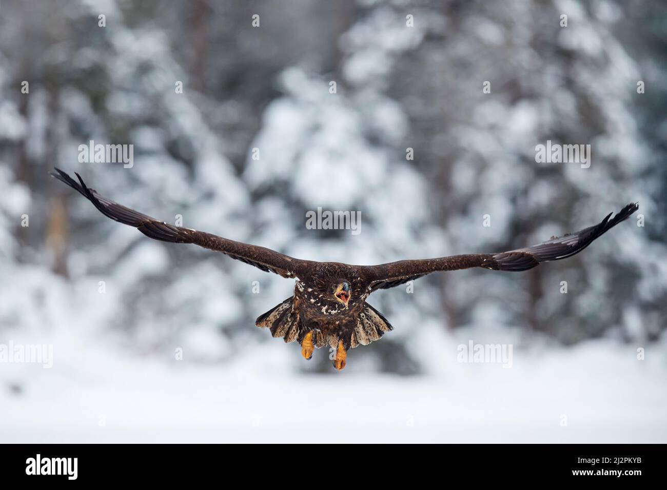 Winter wildlife. Golden Eagle fly snow in the forest during winter ...
