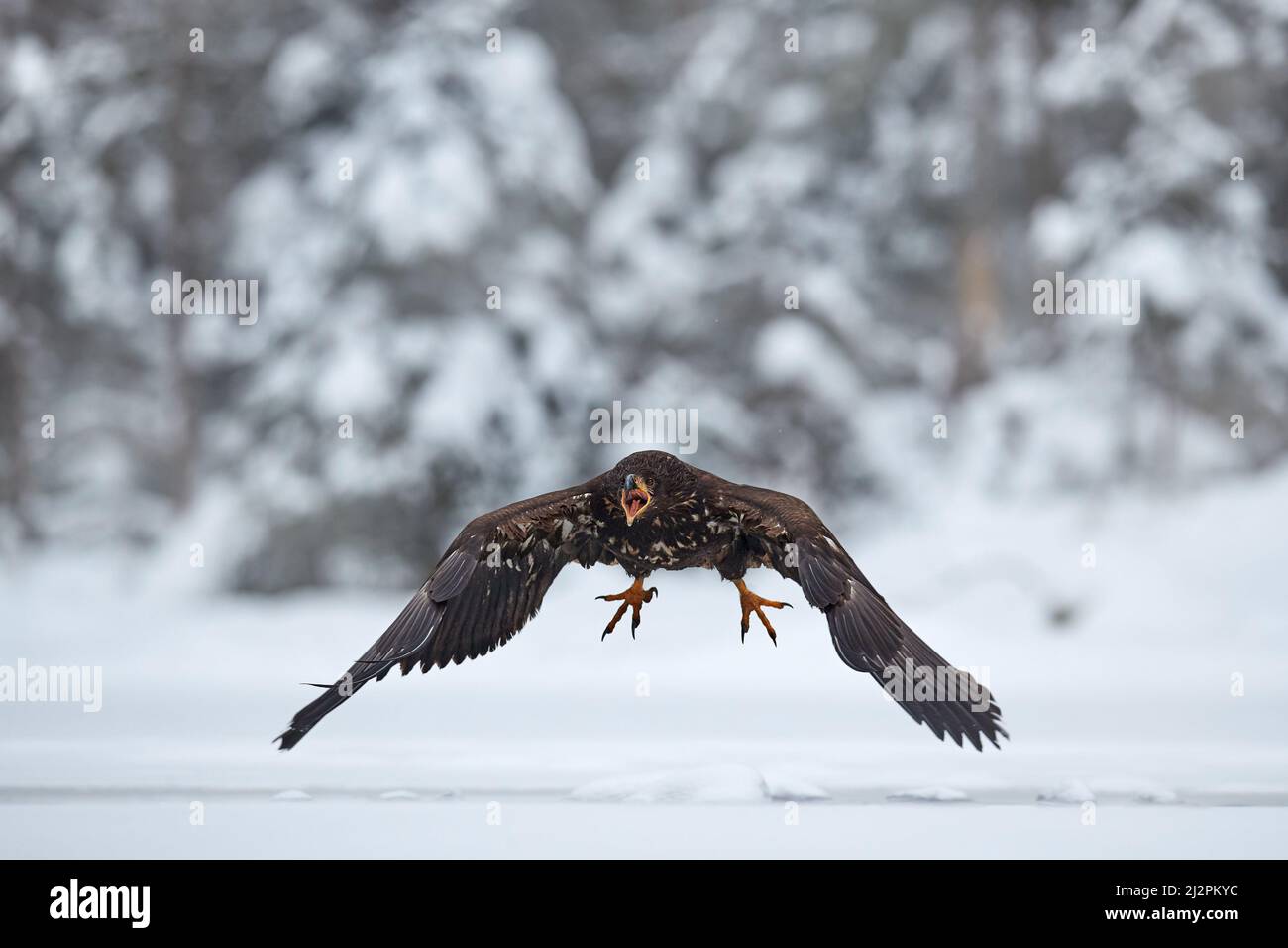 Winter wildlife. Golden Eagle fly snow in the forest during winter ...