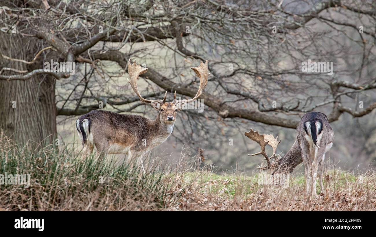 Deer at petworth hi-res stock photography and images - Alamy