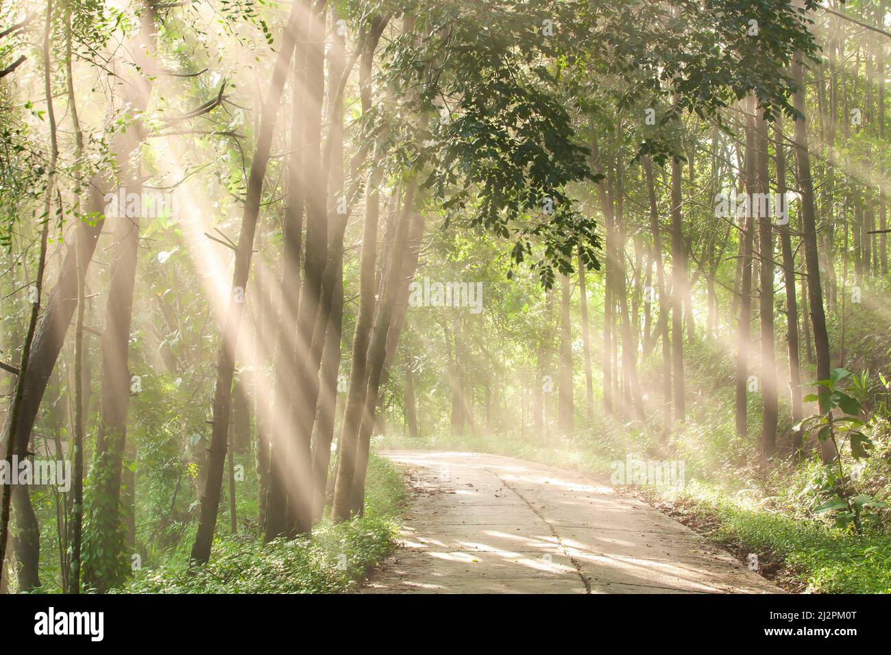 Bright sunrise shines on an empty forest lane, abstract light beams in ...