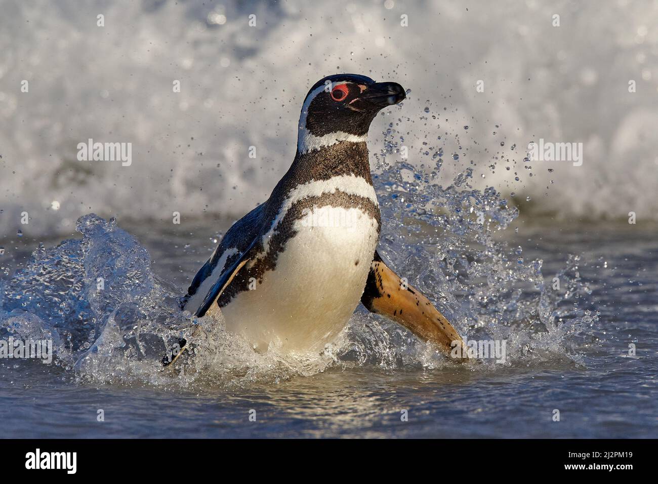 Penguin in the water. Bird playing in sea waves. Sea bird in the water ...