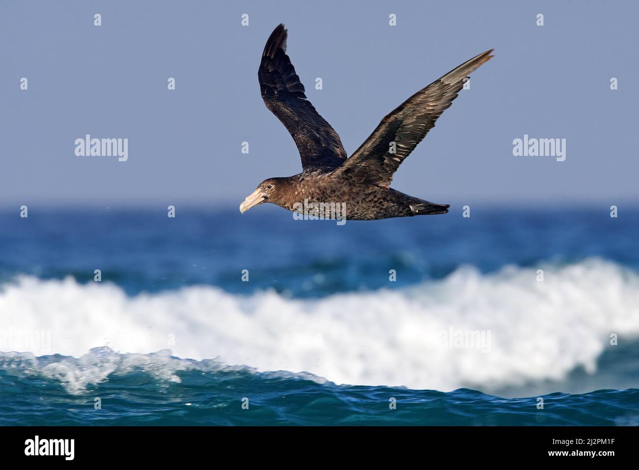 Giant petrel in flight, big sea bird on the sky. Animal in the nature ...