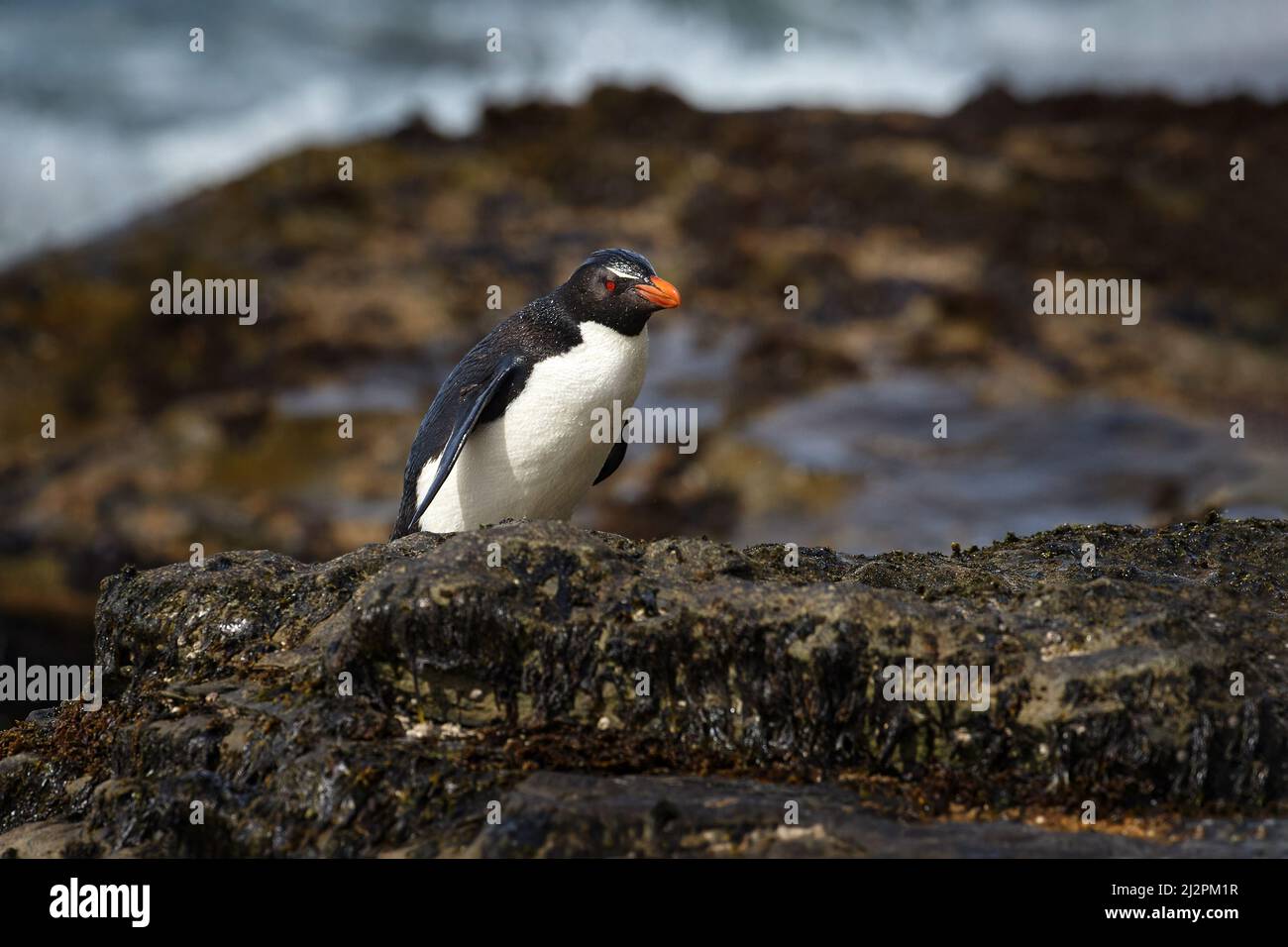 Rare black penguin hi-res stock photography and images - Alamy