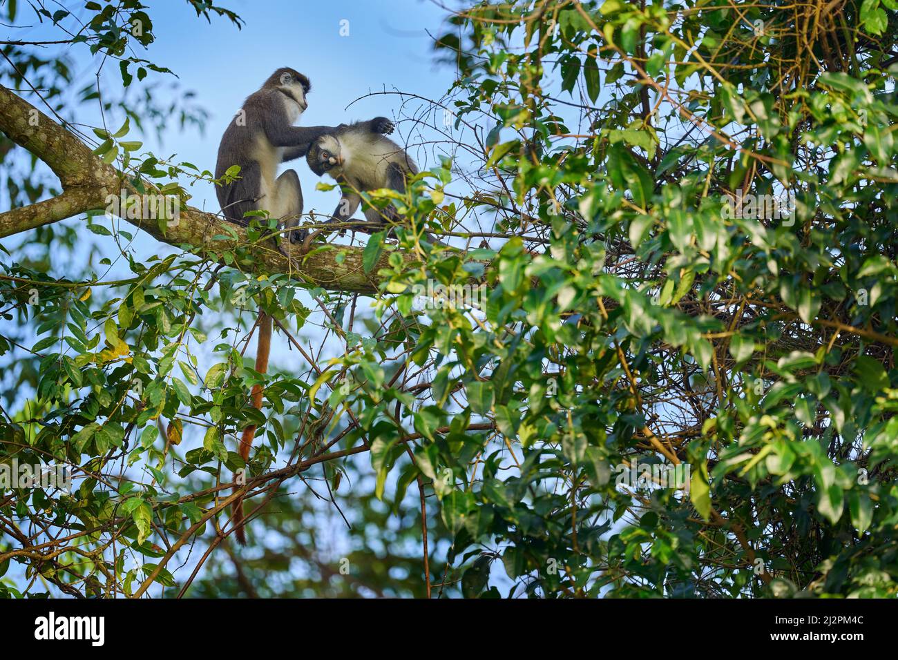 Red-tailed monkey Schmidt's guenon, Cercopithecus ascanius, sitting on ...