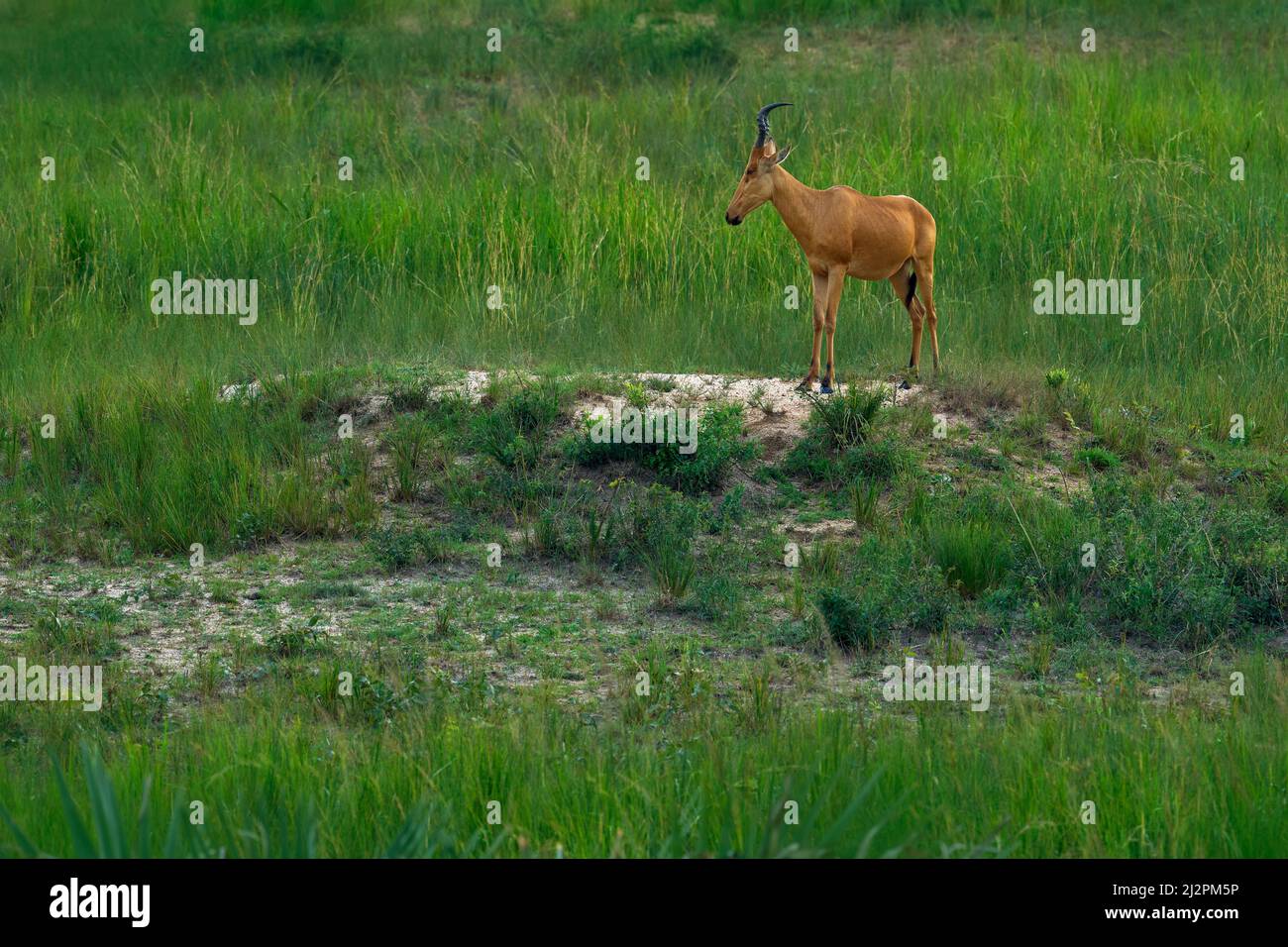 Lelwel hartebeest, Alcelaphus buselaphus lelwel, also known as Jackson ...