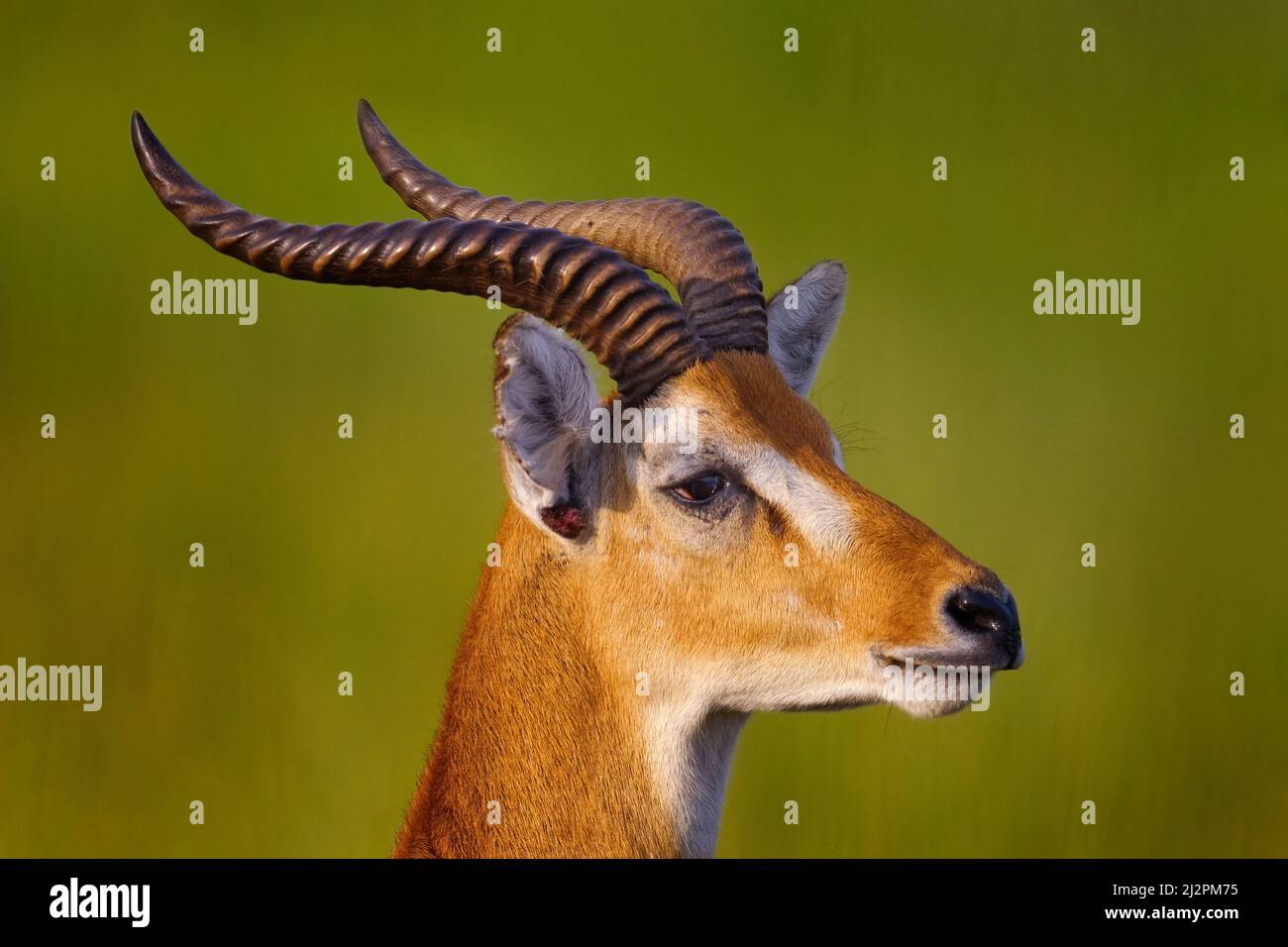 Antelope detail portrait. Ugandan kob, Kobus kob thomasi, rainy day in ...