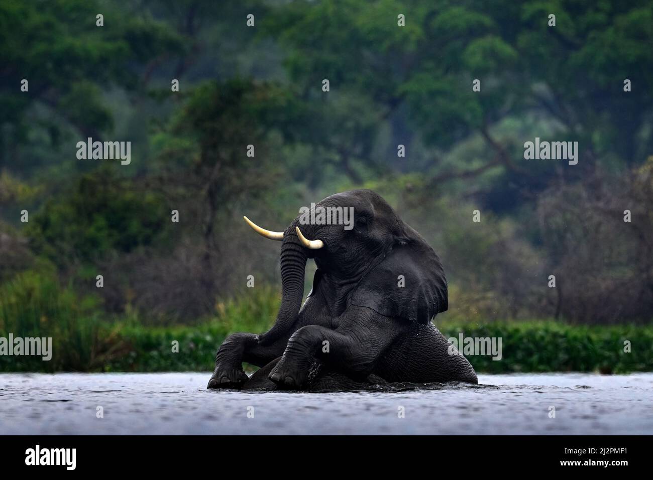 Elephant in rain, Victoria Nile delta. Elephant in Murchison Falls NP ...
