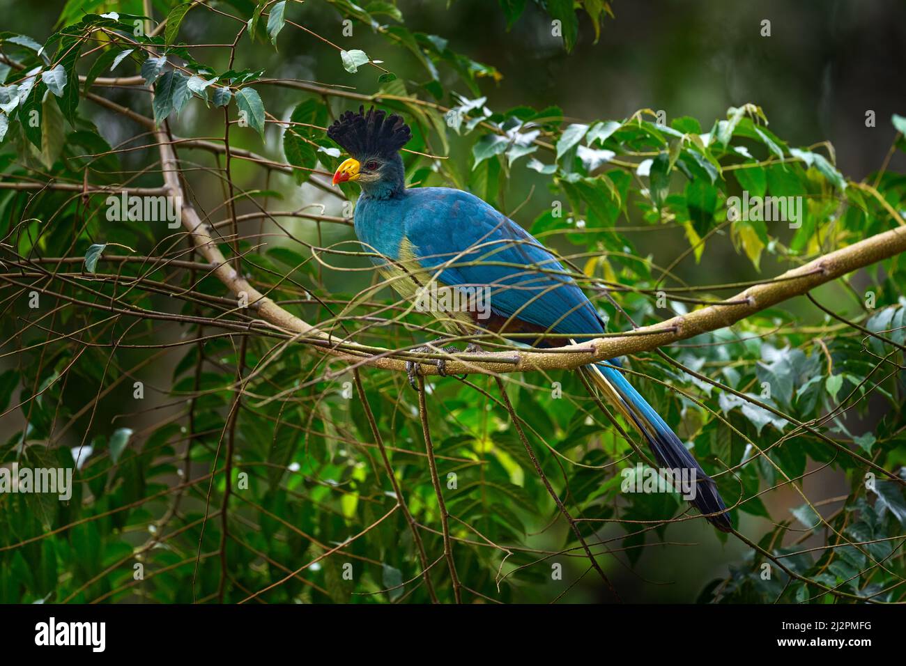 Great blue turaco, Corythaeola cristata, bird sitting on the tree ...