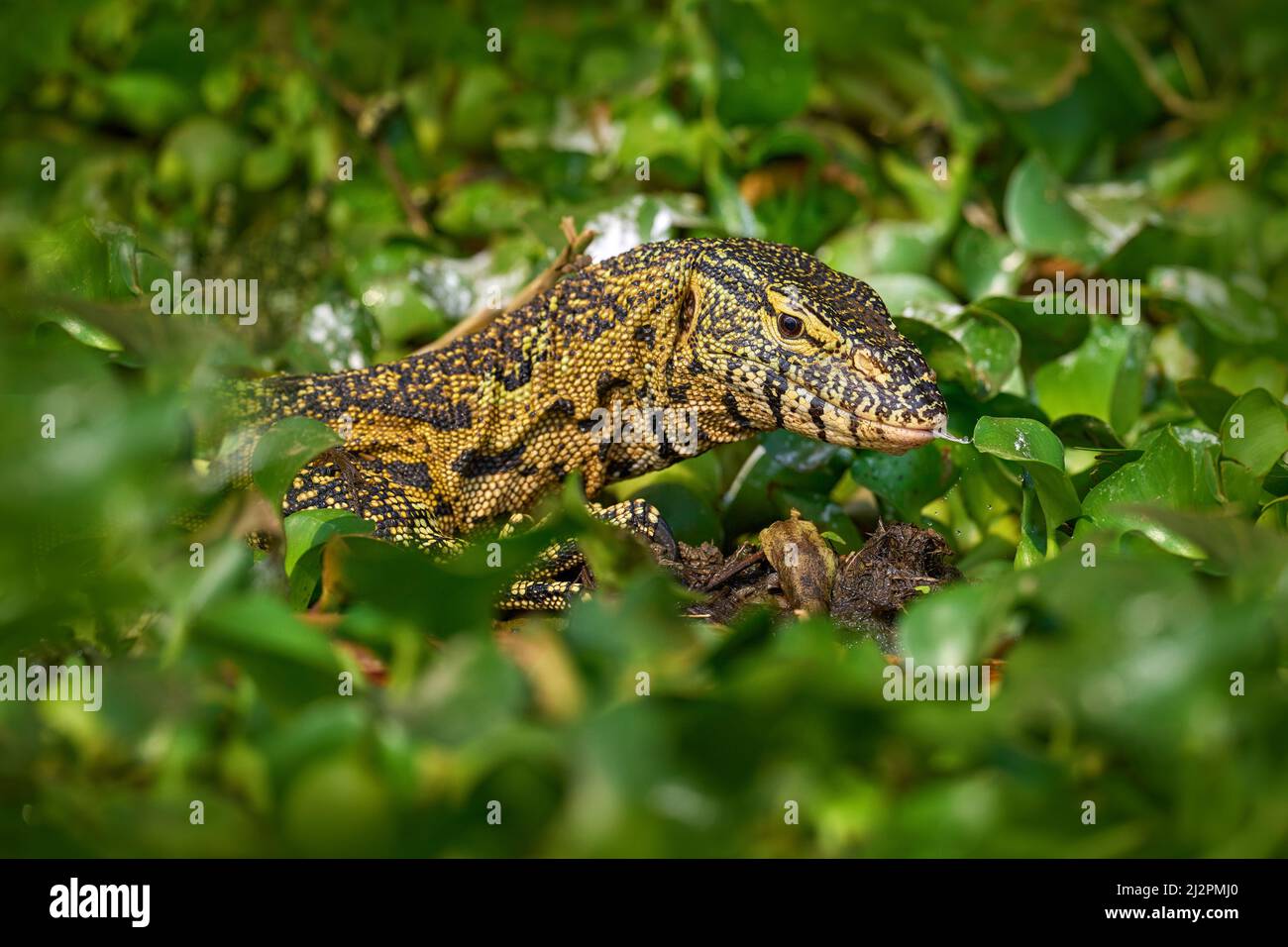 Nile monitor water african lizard hi-res stock photography and images ...