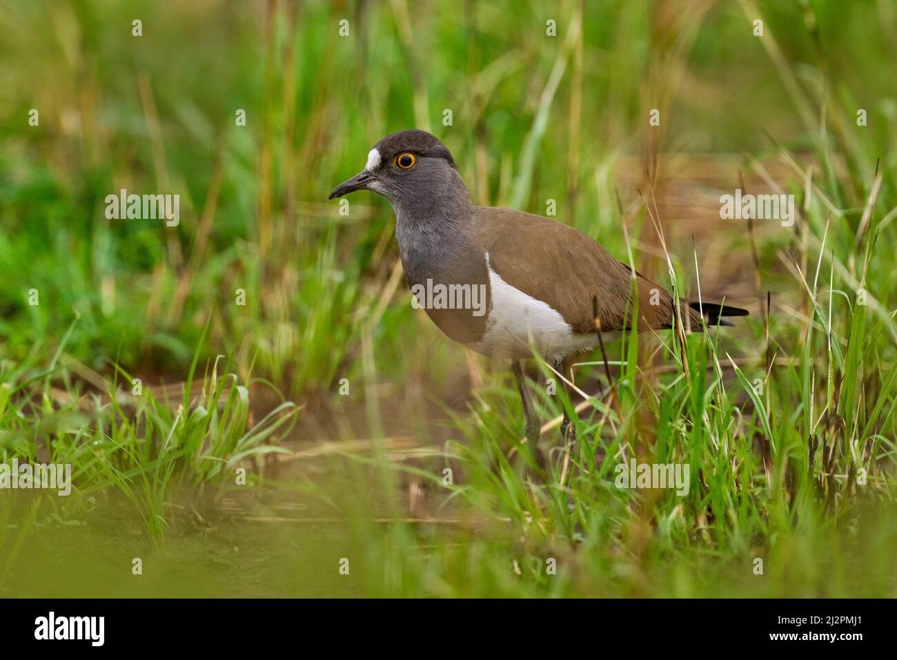 Black winged lapwing hi-res stock photography and images - Alamy