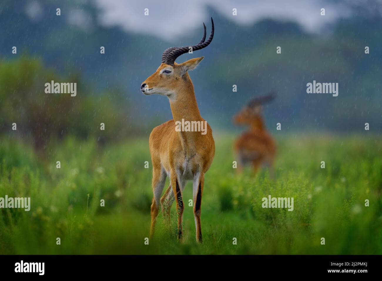 Ugandan kob, Kobus kob thomasi, rainy day in the savannah. Kob antelope ...
