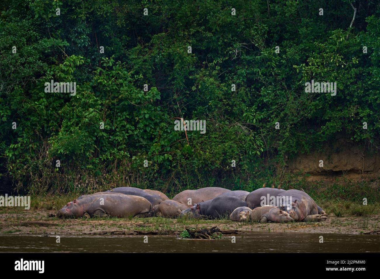 Hippo pool in the dark forest, Yshasha river, Congo near the Uganda ...