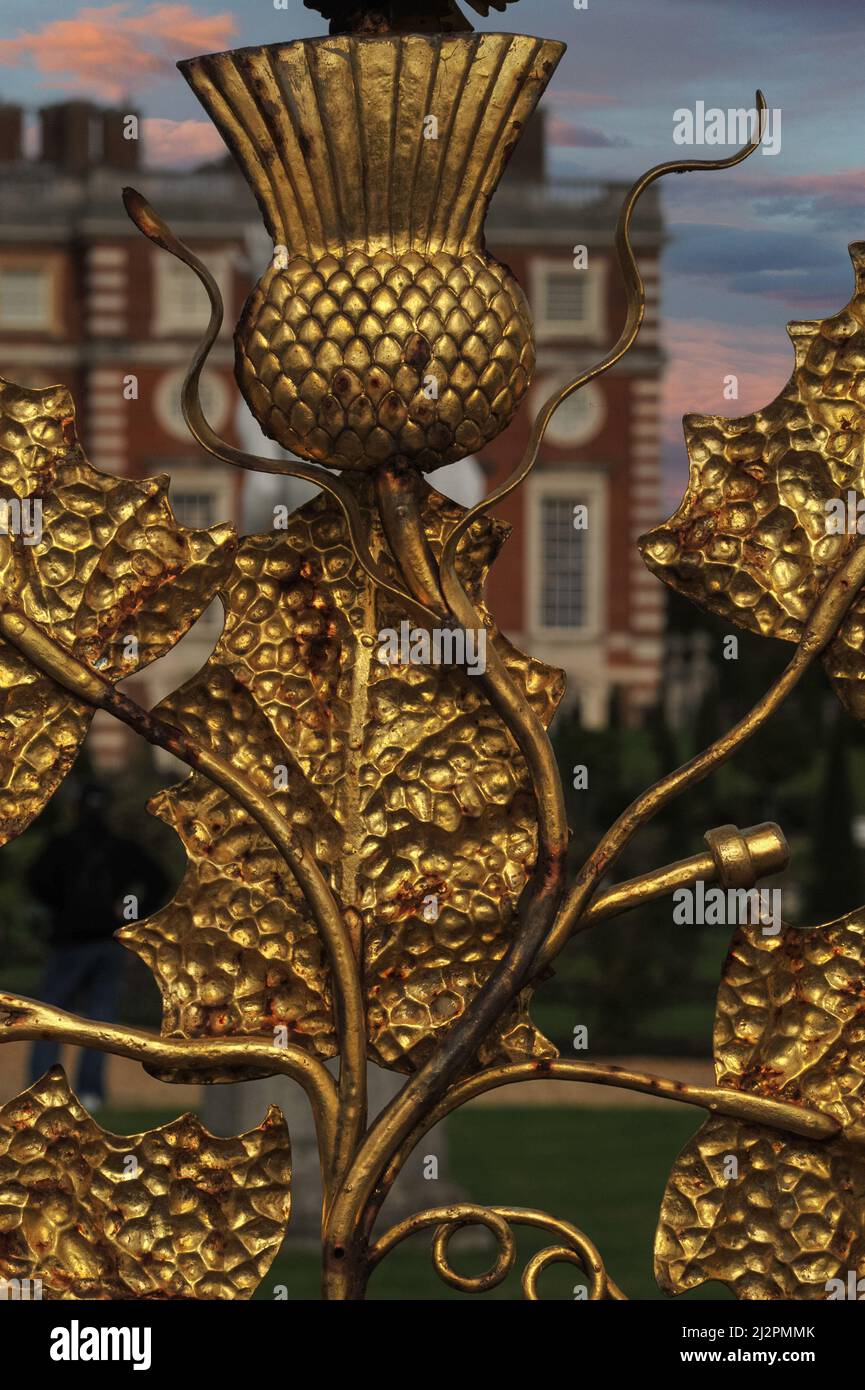 Golden Thistle Of Scotland High Resolution Stock Photography and Images ...