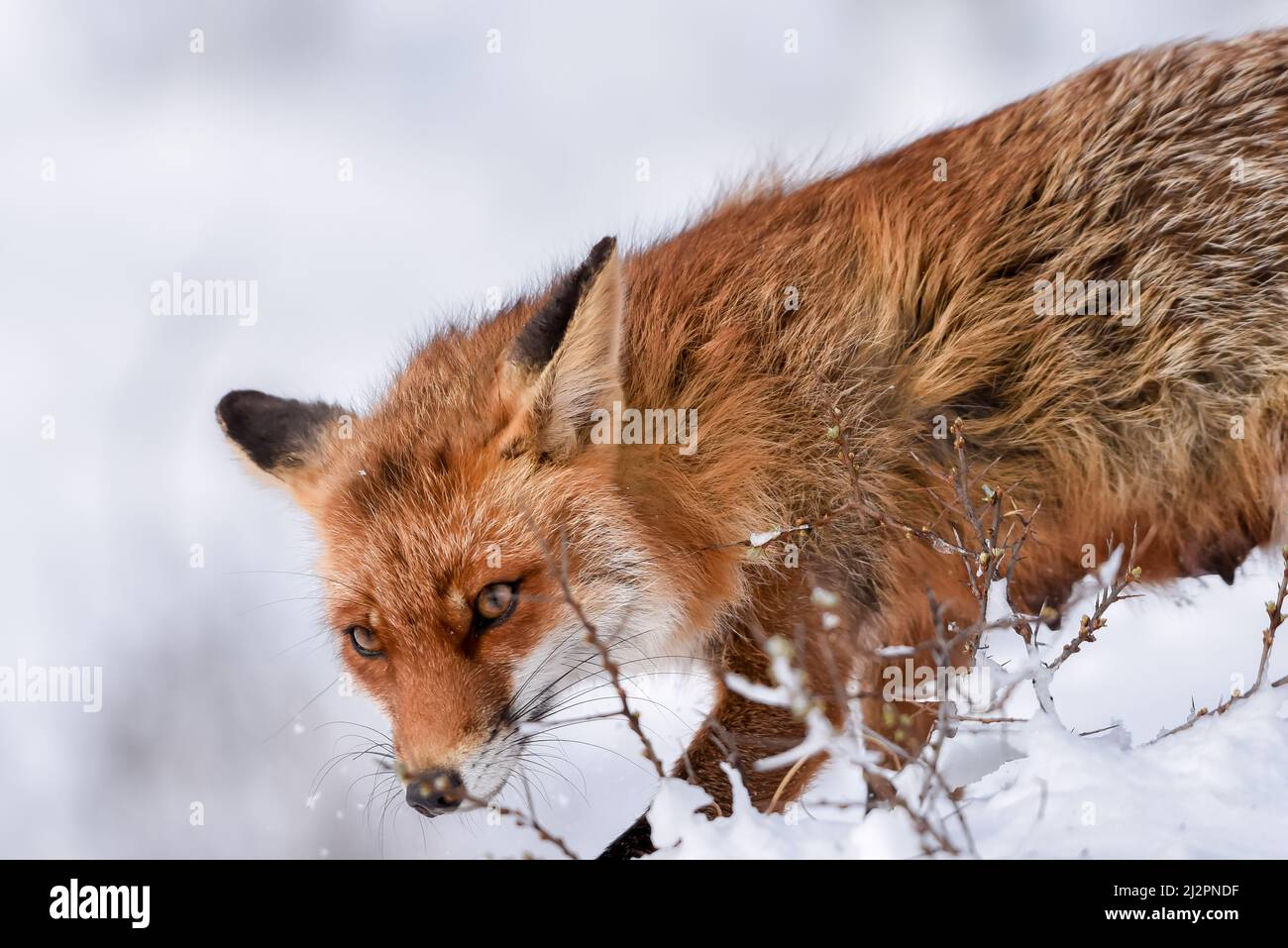 Fox walking in the snow - winter scene - eyes of fox - amsterdamse ...