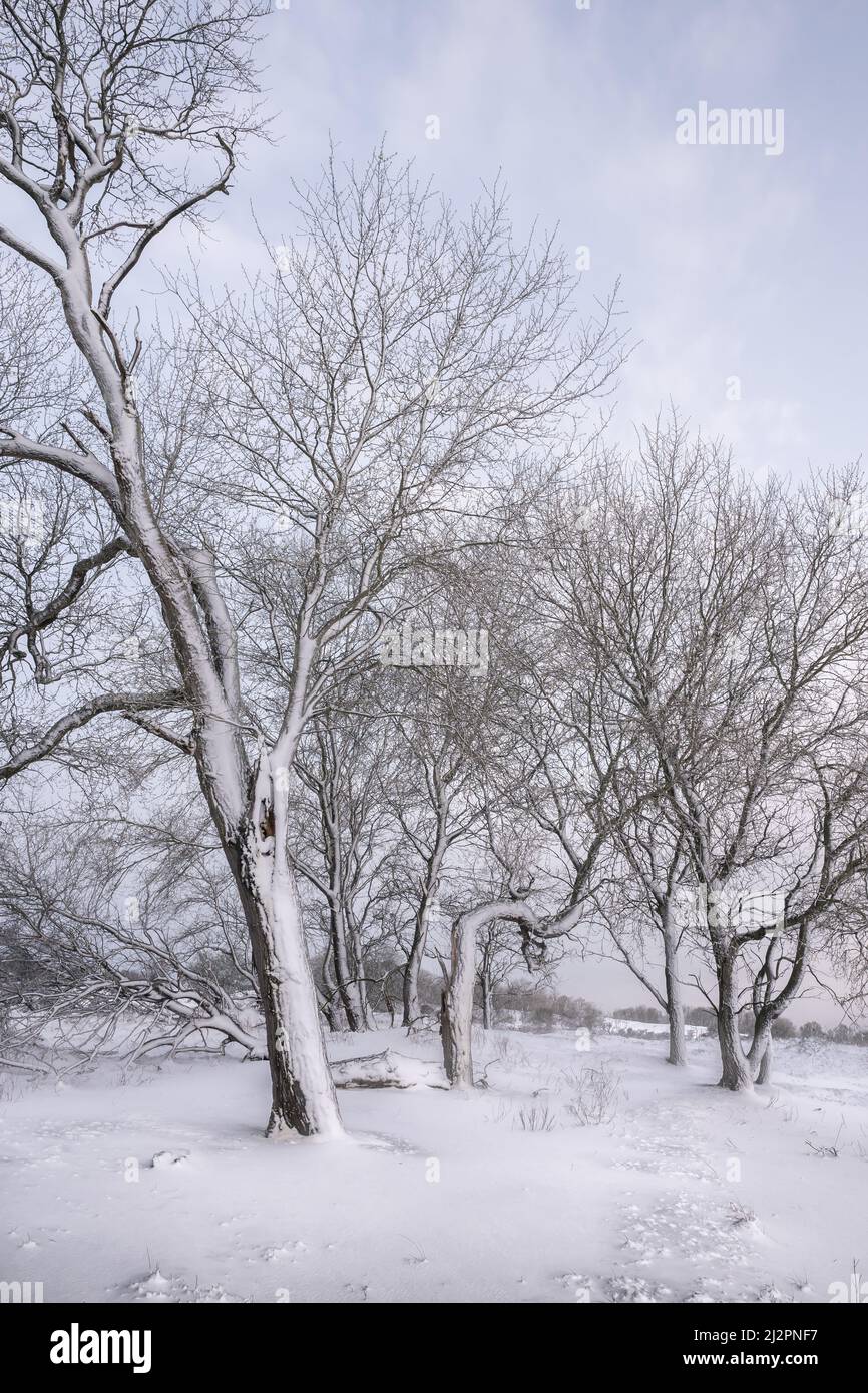 Winter landscape in the dunes in the Netherlands. Landscape covered ...