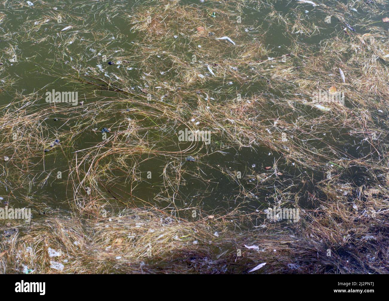 grass on water at dry sunny summer day Stock Photo - Alamy