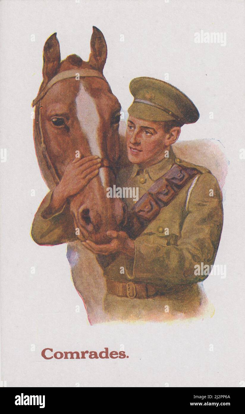 Animals during first world war hi-res stock photography and images - Alamy