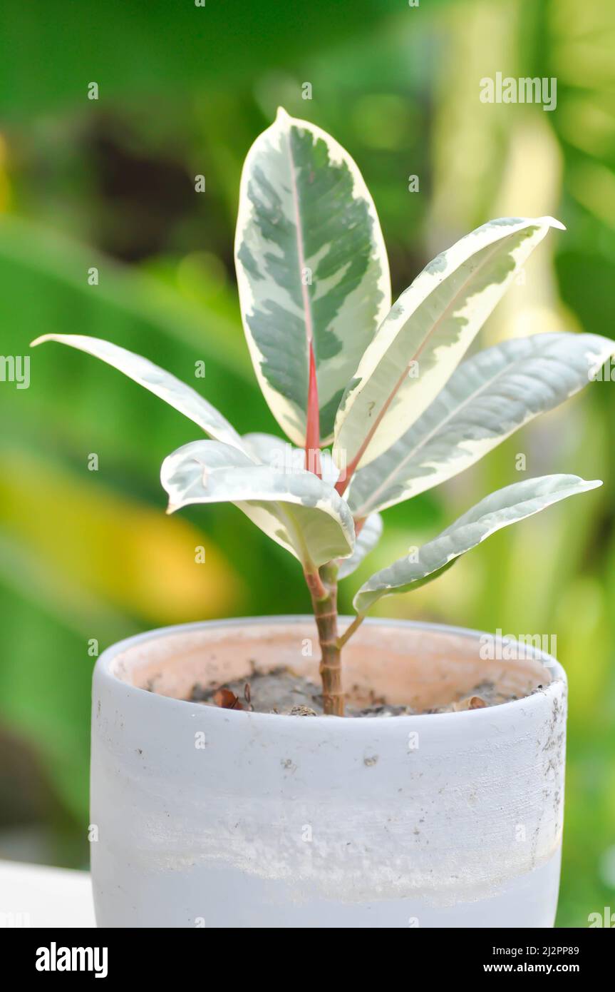 Decora Tree, Indian Rubber Tree or Rubber Plant or Variegated Indian ...