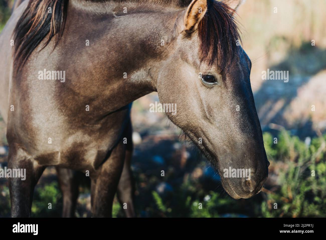 Thoroughbred horse farm hi-res stock photography and images - Alamy