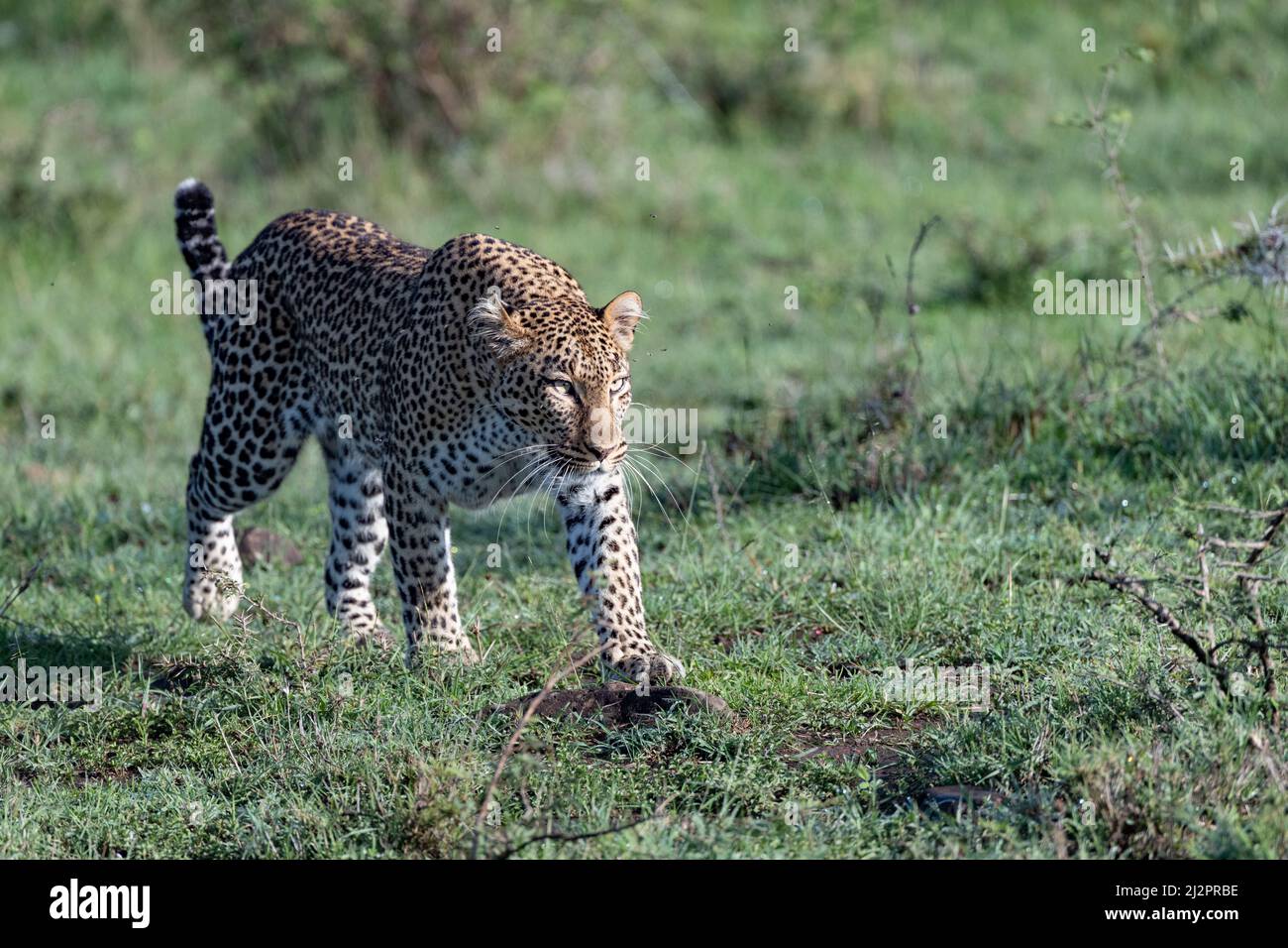 Side profile of a prowling leopard in the light scrub in the Masai Mara ...