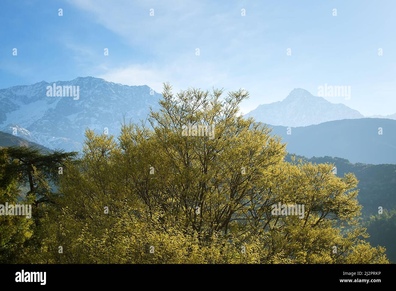 Landscape from the Lesser Himalayas. The first spring greens in the ...