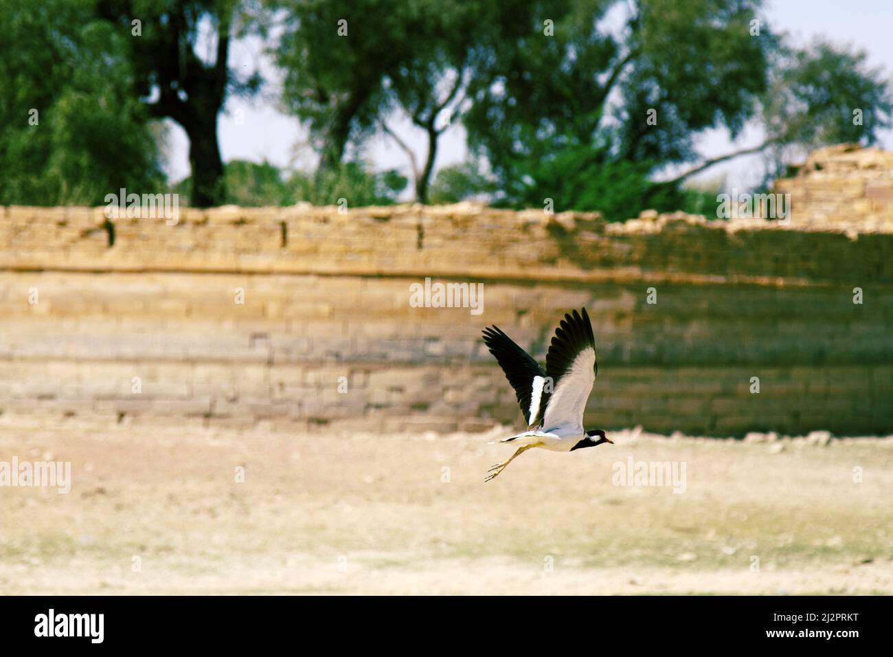 Red-wattled lapwing (Vanellus indicus) in flight. India Stock Photo - Alamy