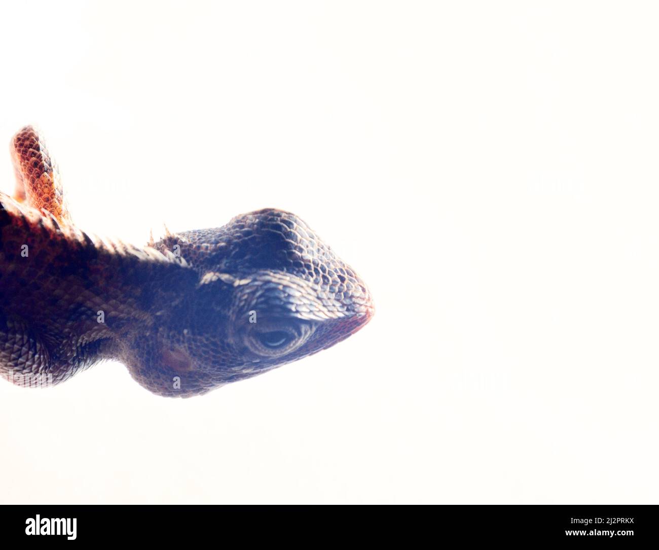 Calot from Sri-Lanka, portrait isolated on white background Stock Photo ...
