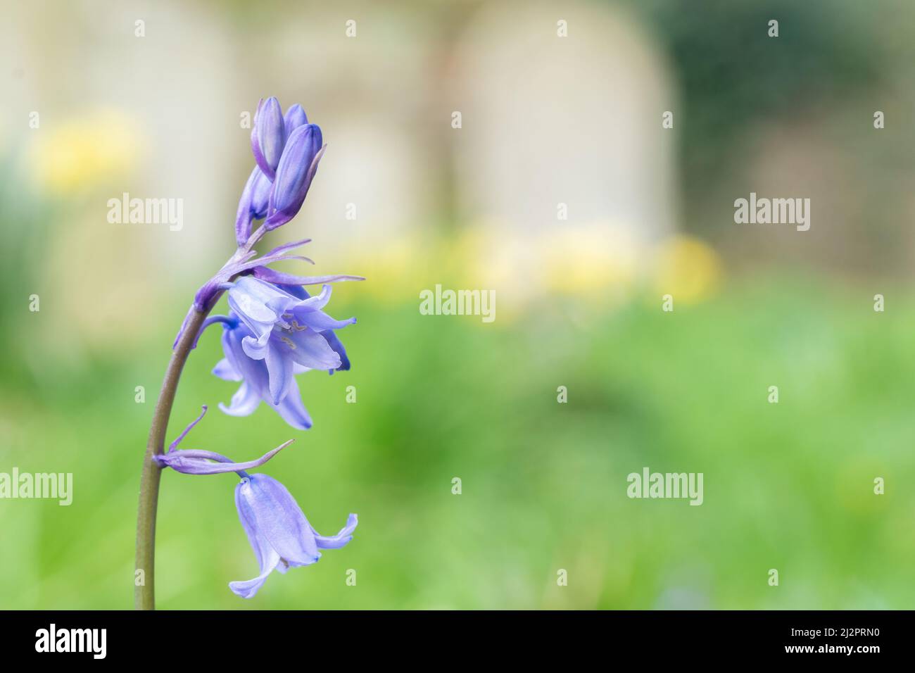 Bluebells in Southampton Old Cemetery Stock Photo - Alamy