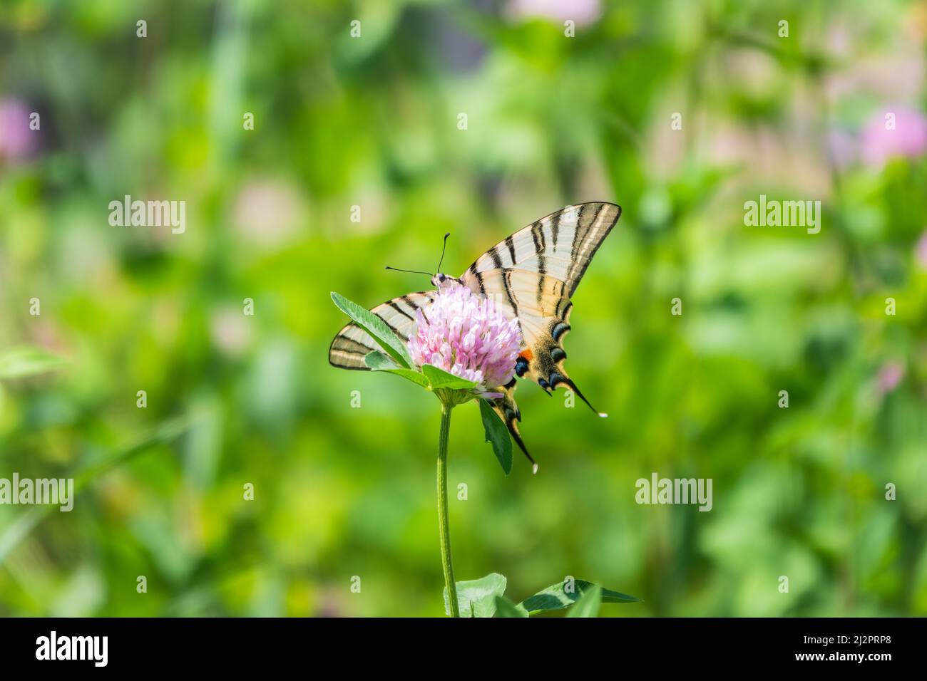 Beautiful Butterfly Scarce Swallowtail, Sail Swallowtail, Pear-tree ...