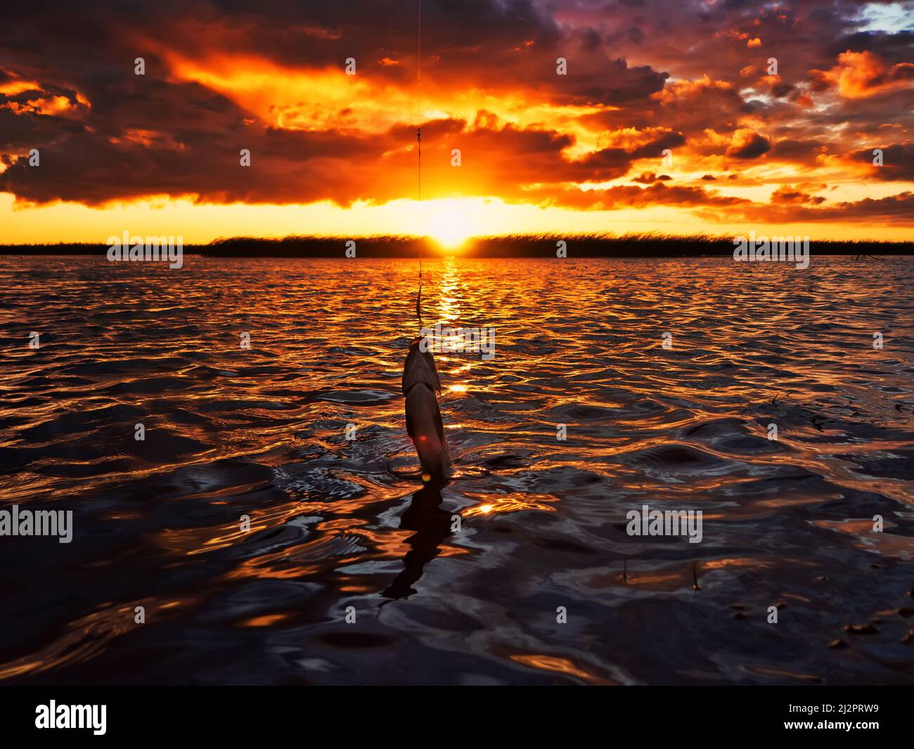 Fishing at sunset. Catching predatory fish on spinning. Sunset colors ...