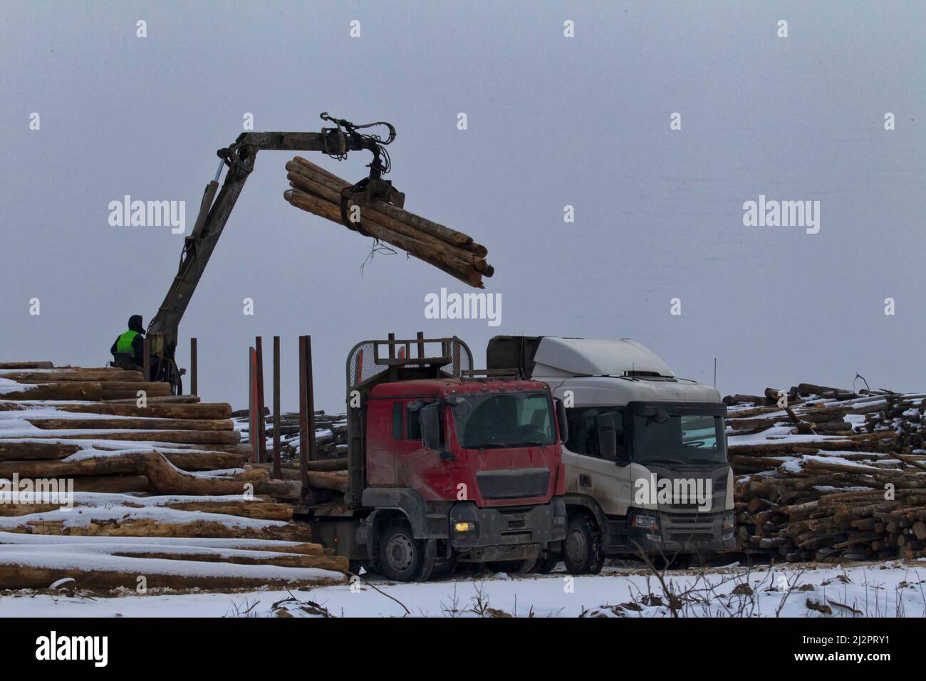 Forestry industry. Timber yard. Operations for loading-unloading ...