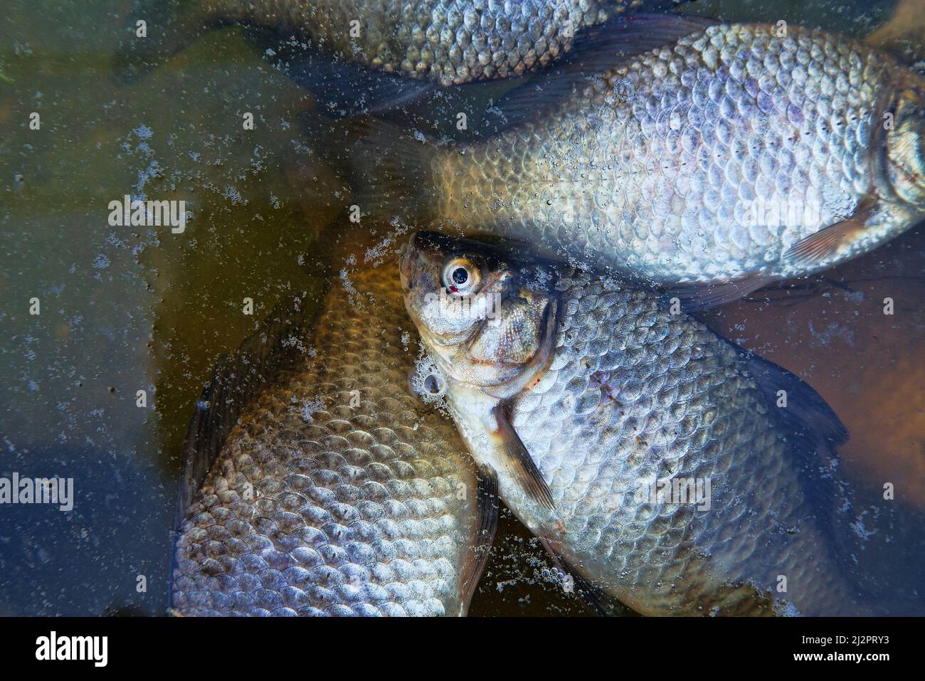 Dead fish on the pond, mass poisoning. light fish carp on dark ...