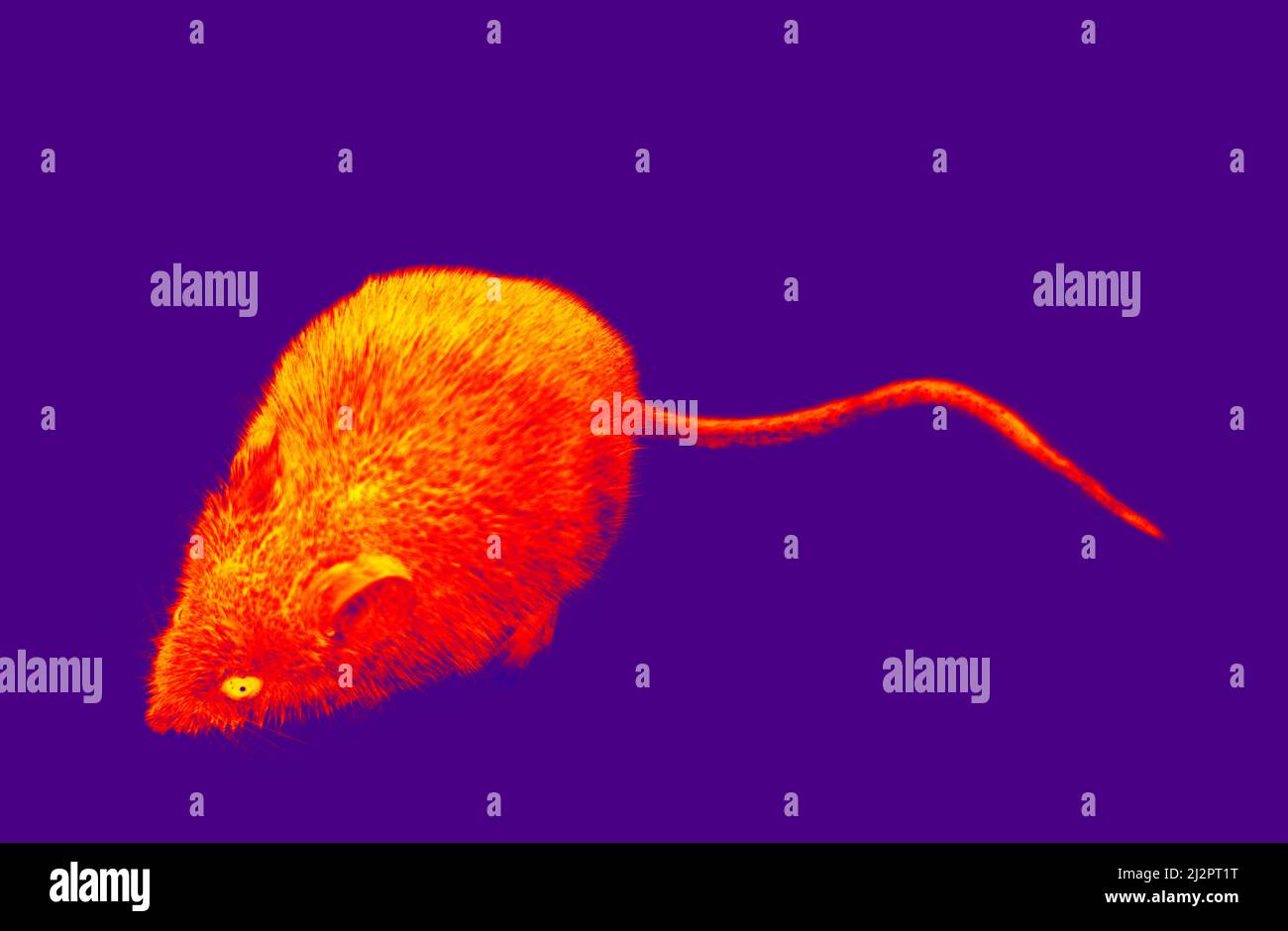 A gray mouse with big eyes in close-up. A rodent on a blue background ...