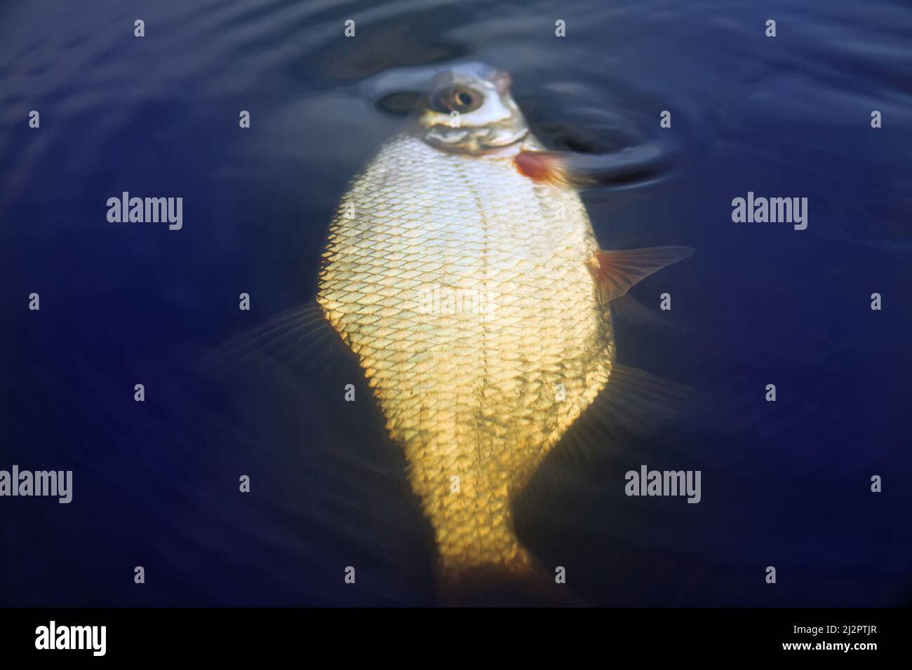 Dead fish on the surface of the lake - small bream. A dying, weakened ...