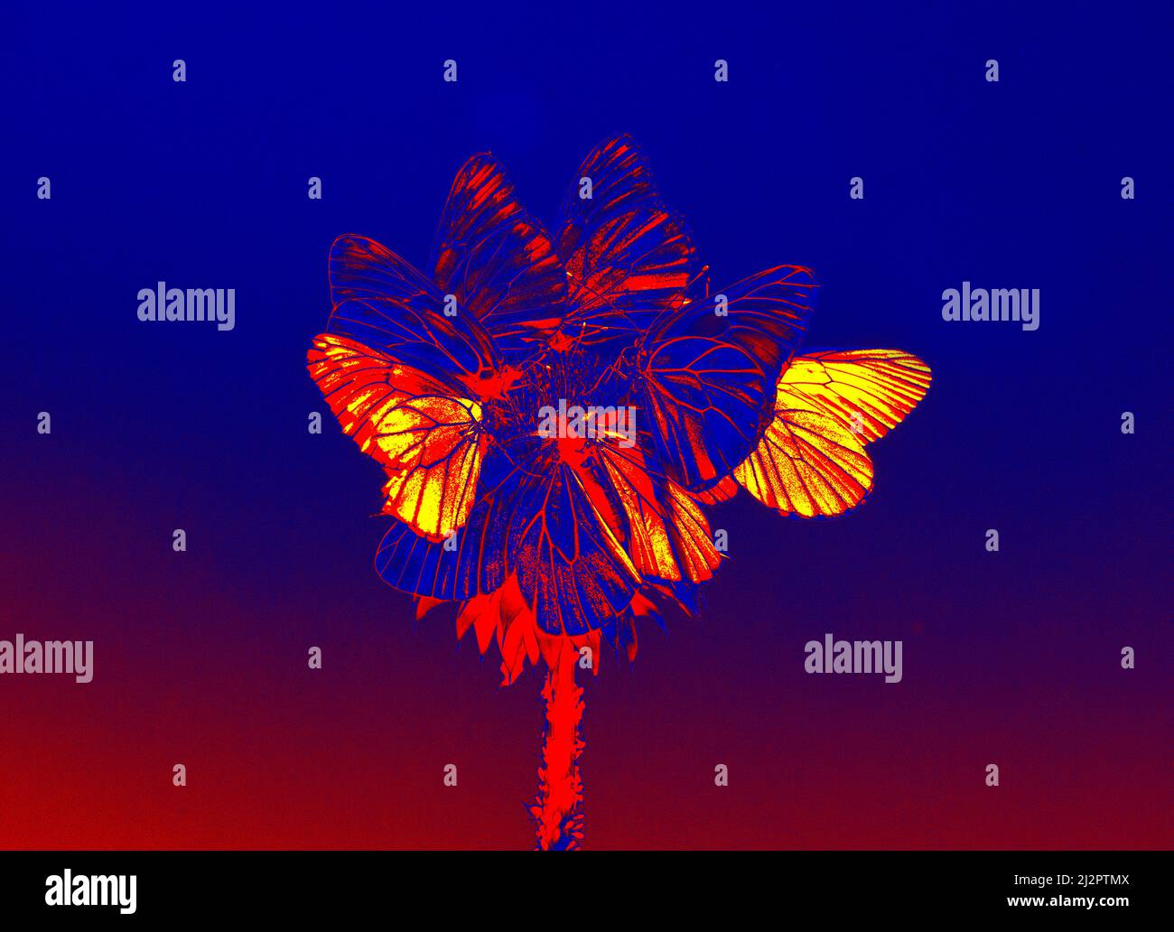 White butterflies on a spherical flower. Thermal Impressionism Stock ...