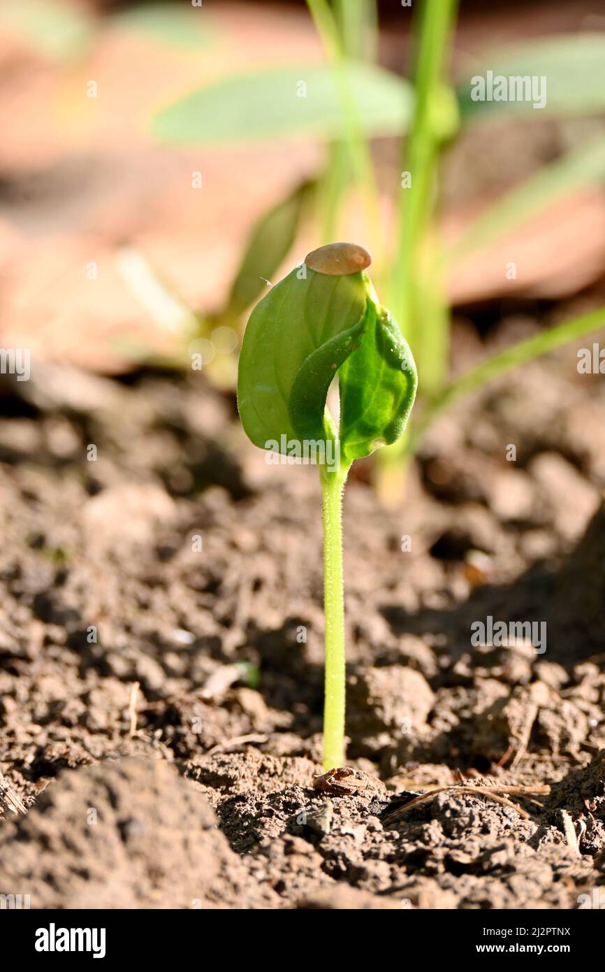 Gourd seedling vine in hi-res stock photography and images - Alamy