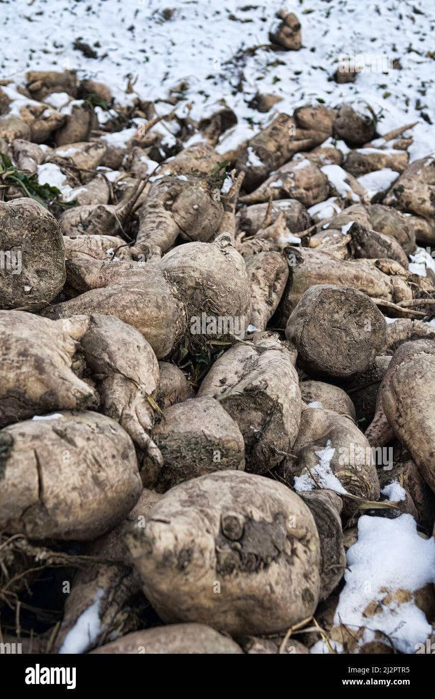 Sugar beet clamp hi-res stock photography and images - Alamy