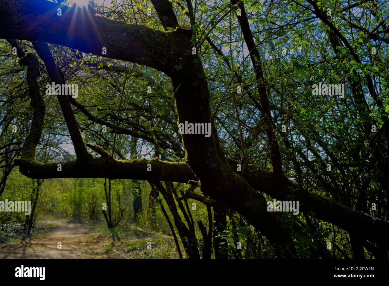 big dark branches of a tree forming a kind of frame in a green park ...