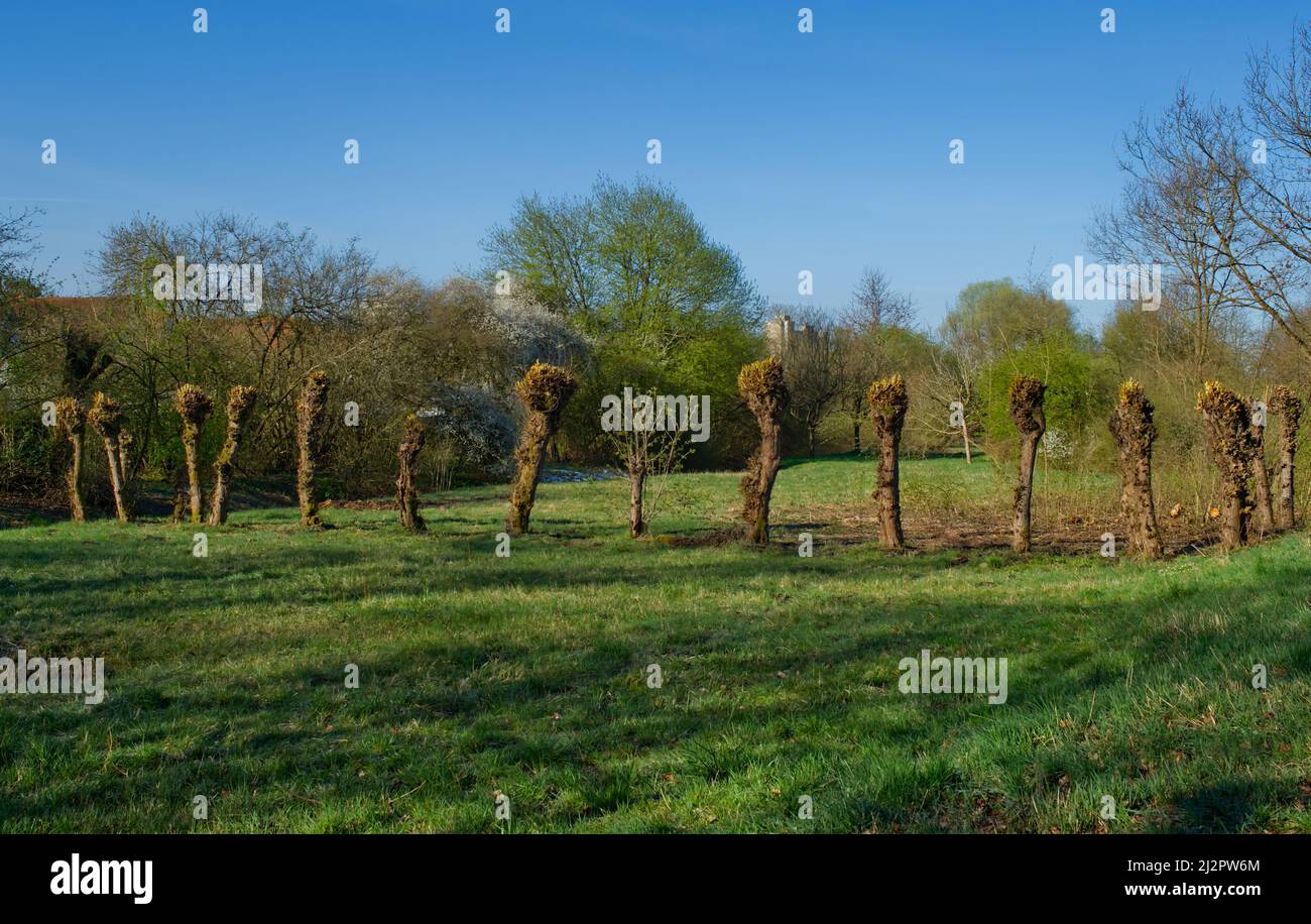 Pollard trees hi-res stock photography and images - Alamy