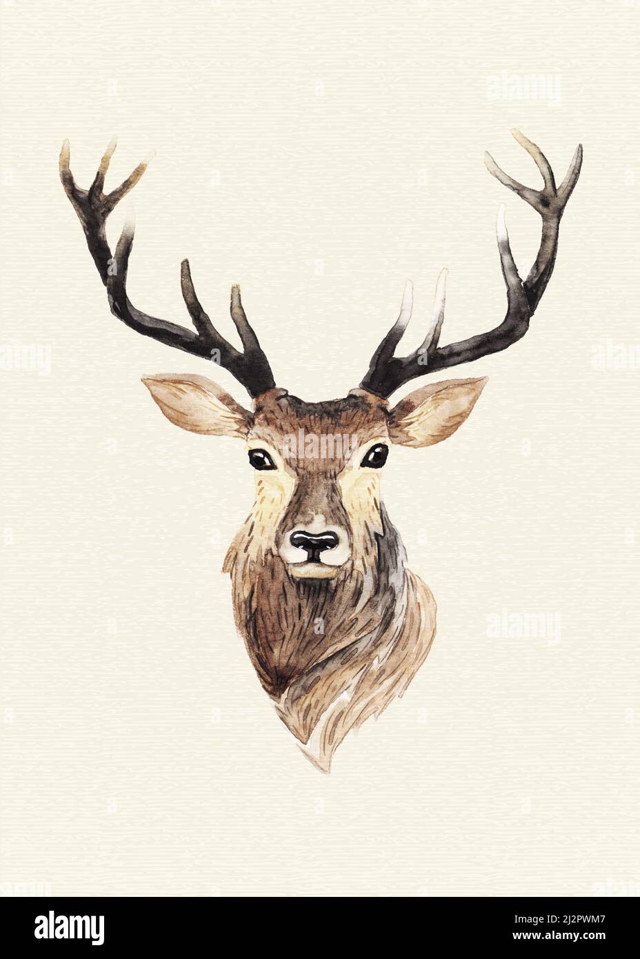 The pictures of the deer were drawn by me with watercolors and taken in ...
