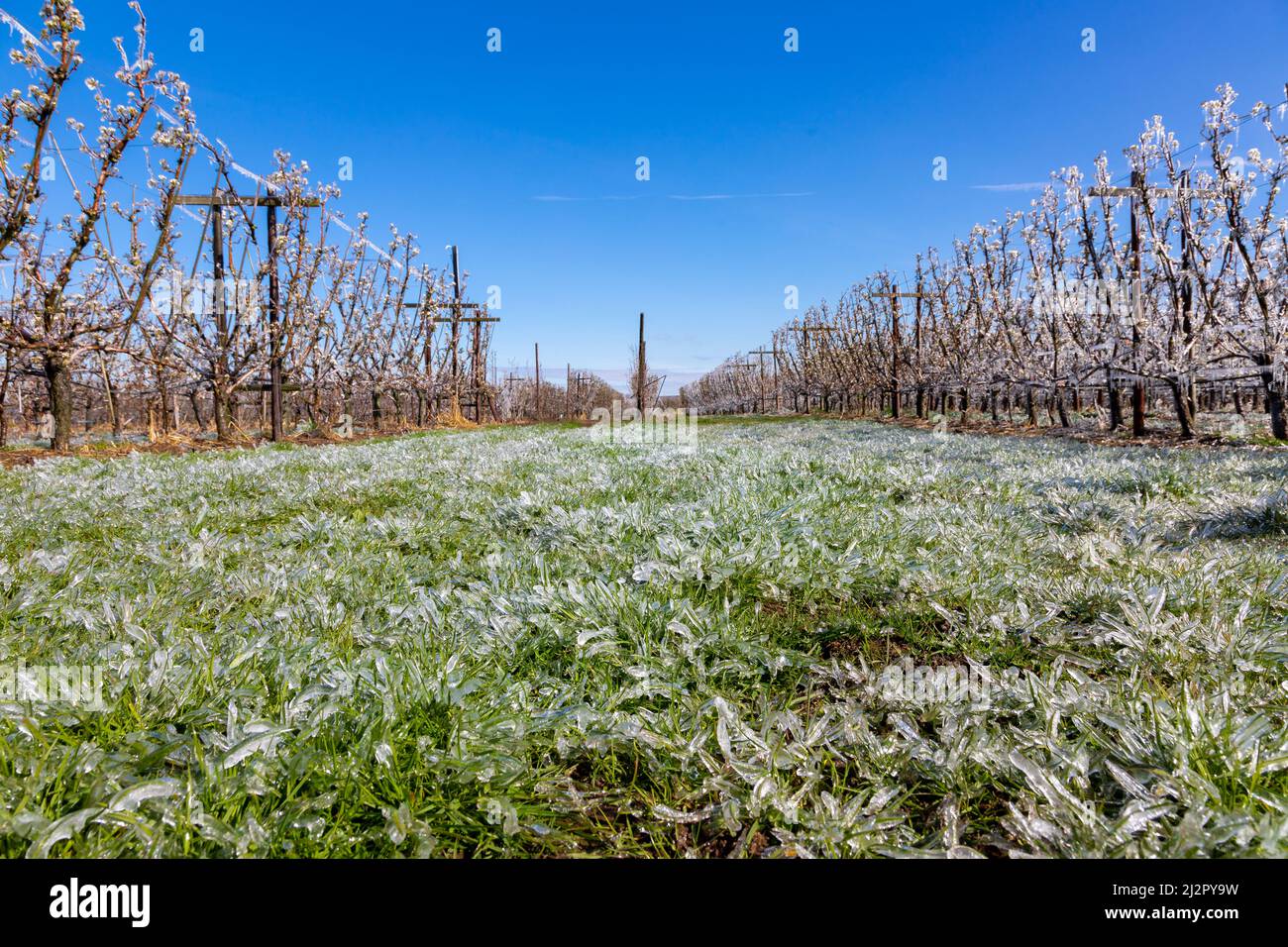 Frozen blossom of fruit trees. The framers sprayed their crops to ...