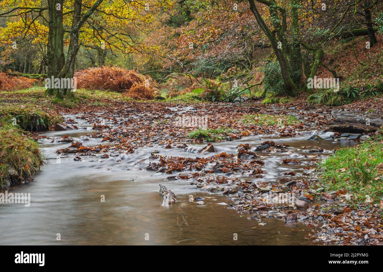 An autumnal view of a meandering stream in the woods at Hodders Coombe ...