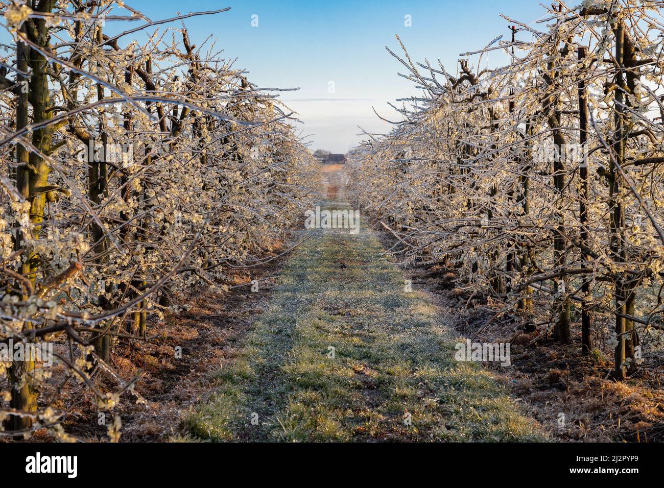 Frozen blossom of fruit trees. The framers sprayed their crops to ...