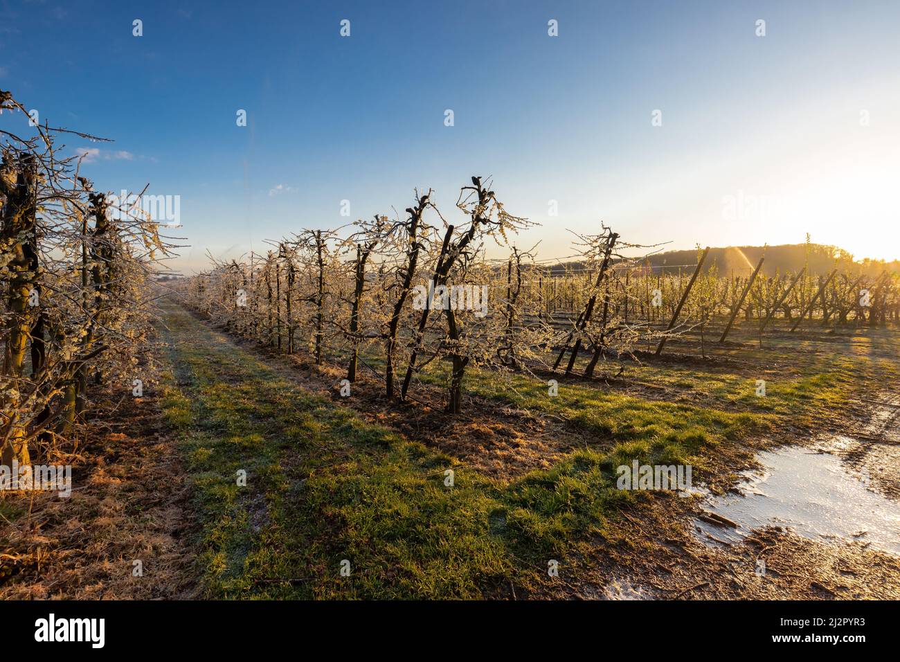 Frozen blossom of fruit trees. The framers sprayed their crops to ...