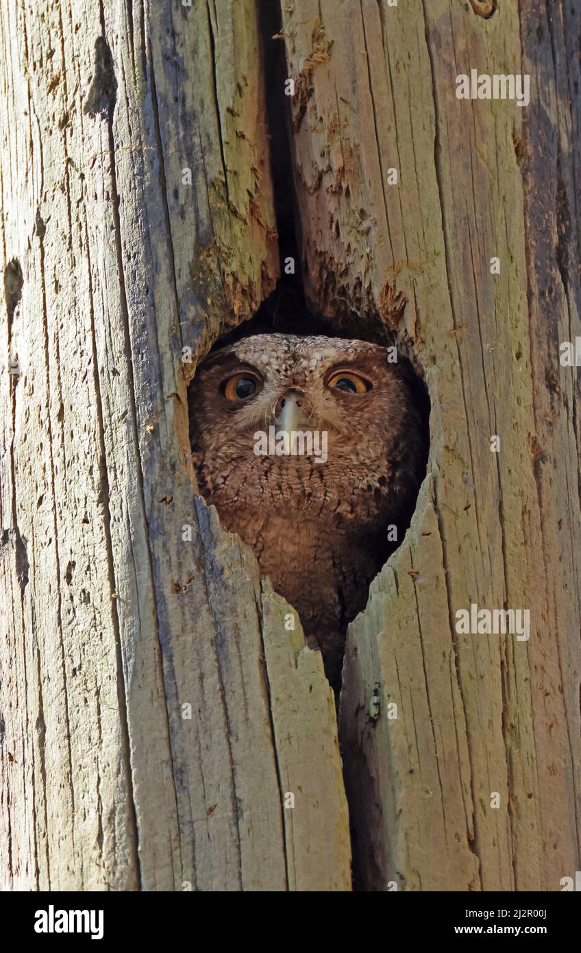 Megascops hi-res stock photography and images - Alamy