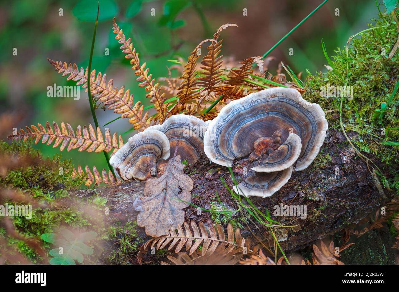 Fungi growing on dead logs in the woods at Hodders Coombe near Holford ...